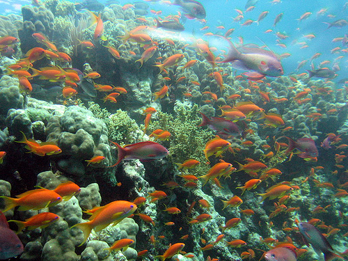 Aqaba Marine Park - Jordan